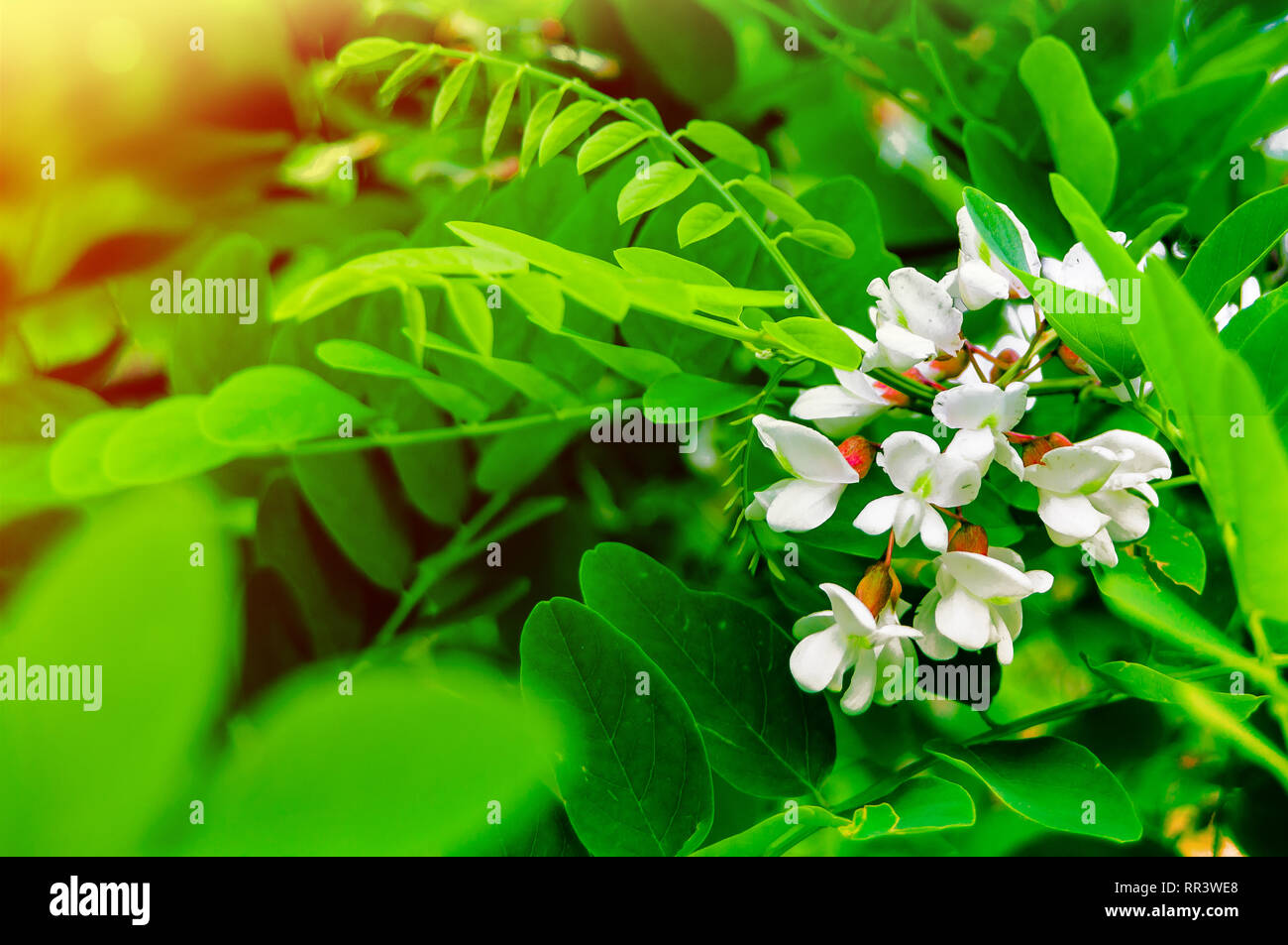 Flowering Acacia Tree High Resolution Stock Photography and Images - Alamy