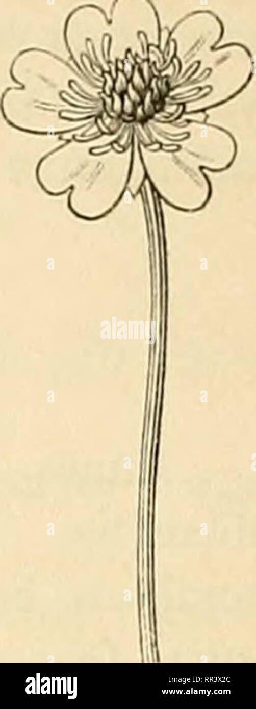 Holmia hi-res stock photography and images - Alamy