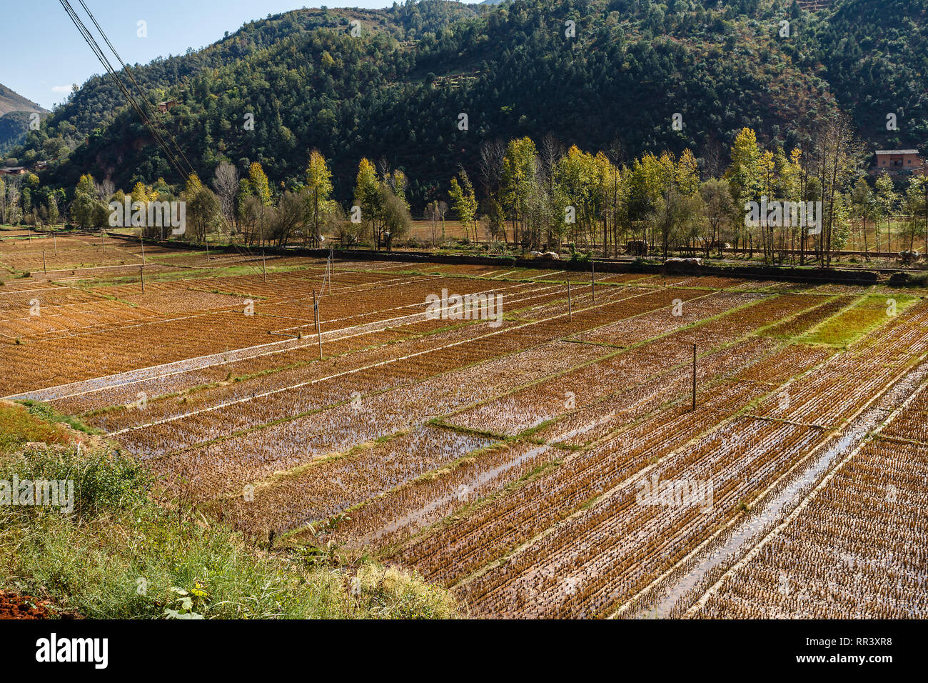 empty rice fields after harvest, Yunnan Province China Stock Photo - Alamy