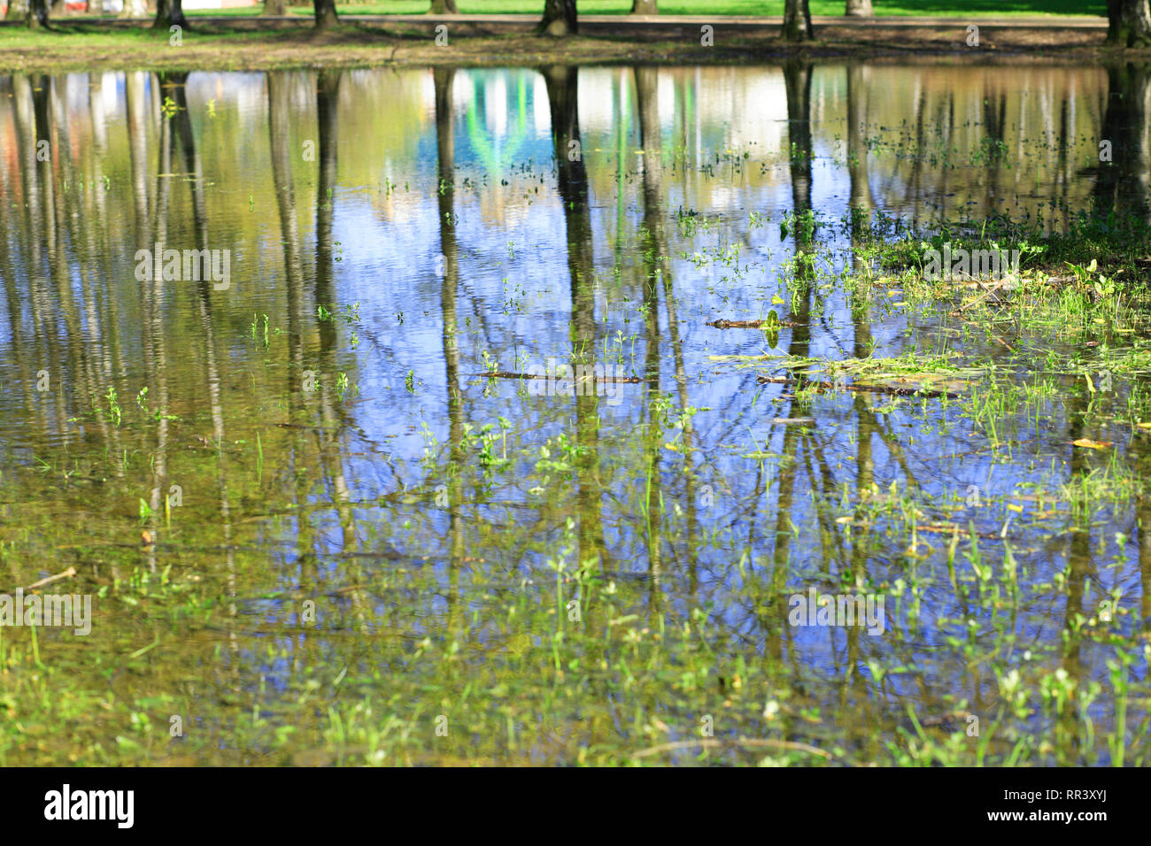 small puddle in city park at spring Stock Photo - Alamy