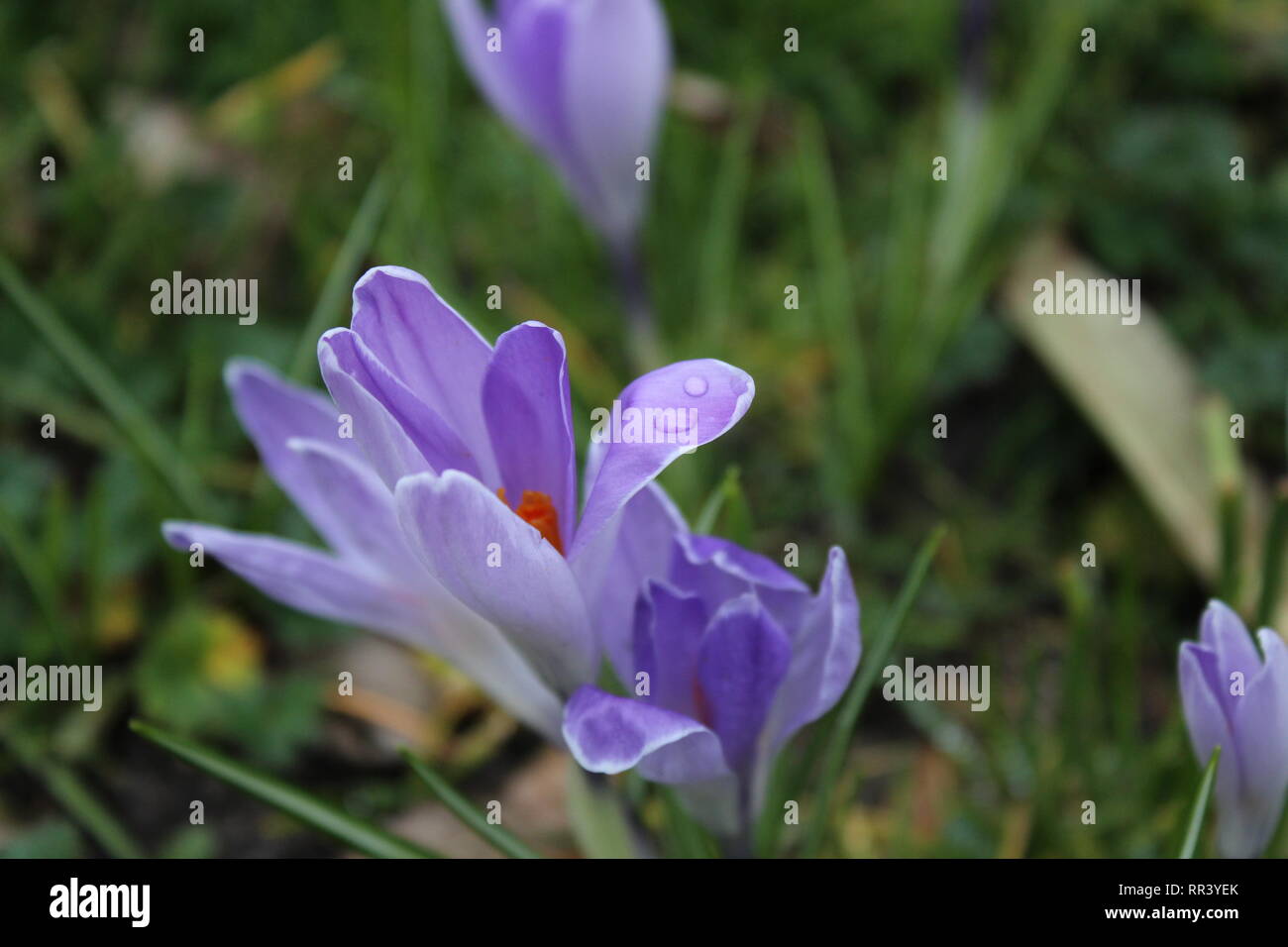 Wild crocus hi-res stock photography and images - Alamy