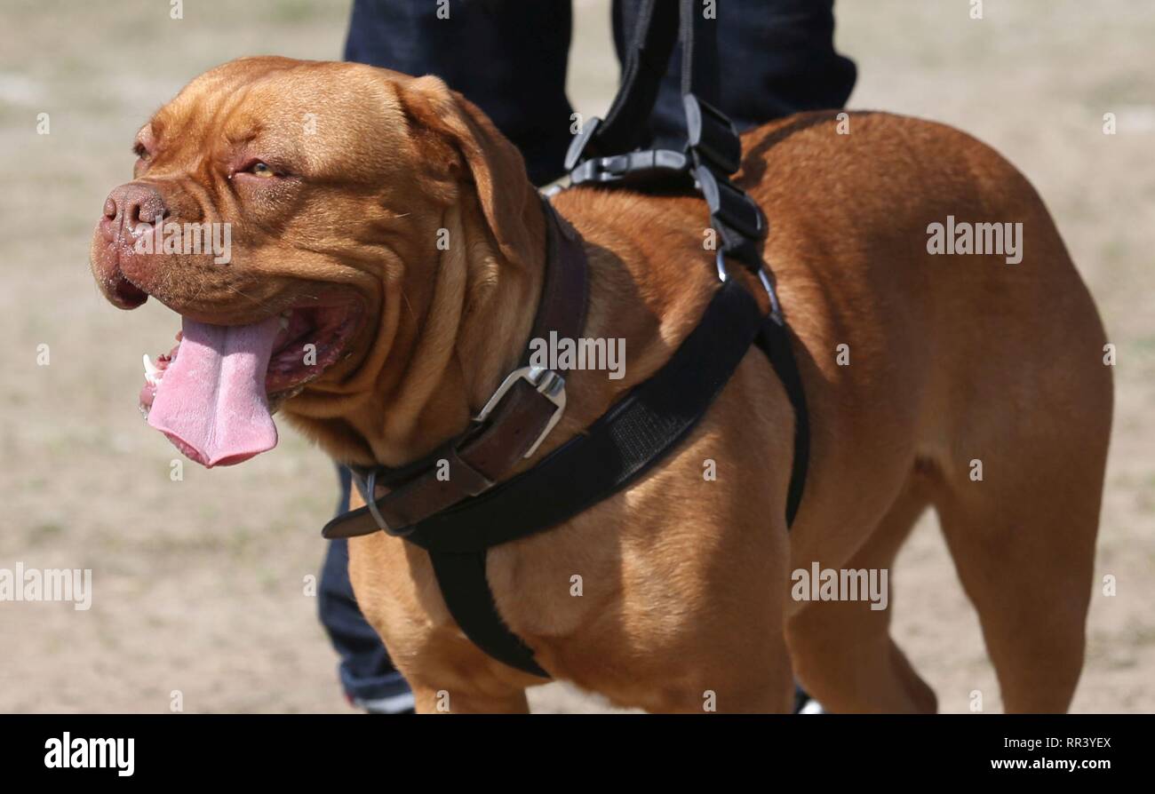 How Old Is Hulk The Dog 2019