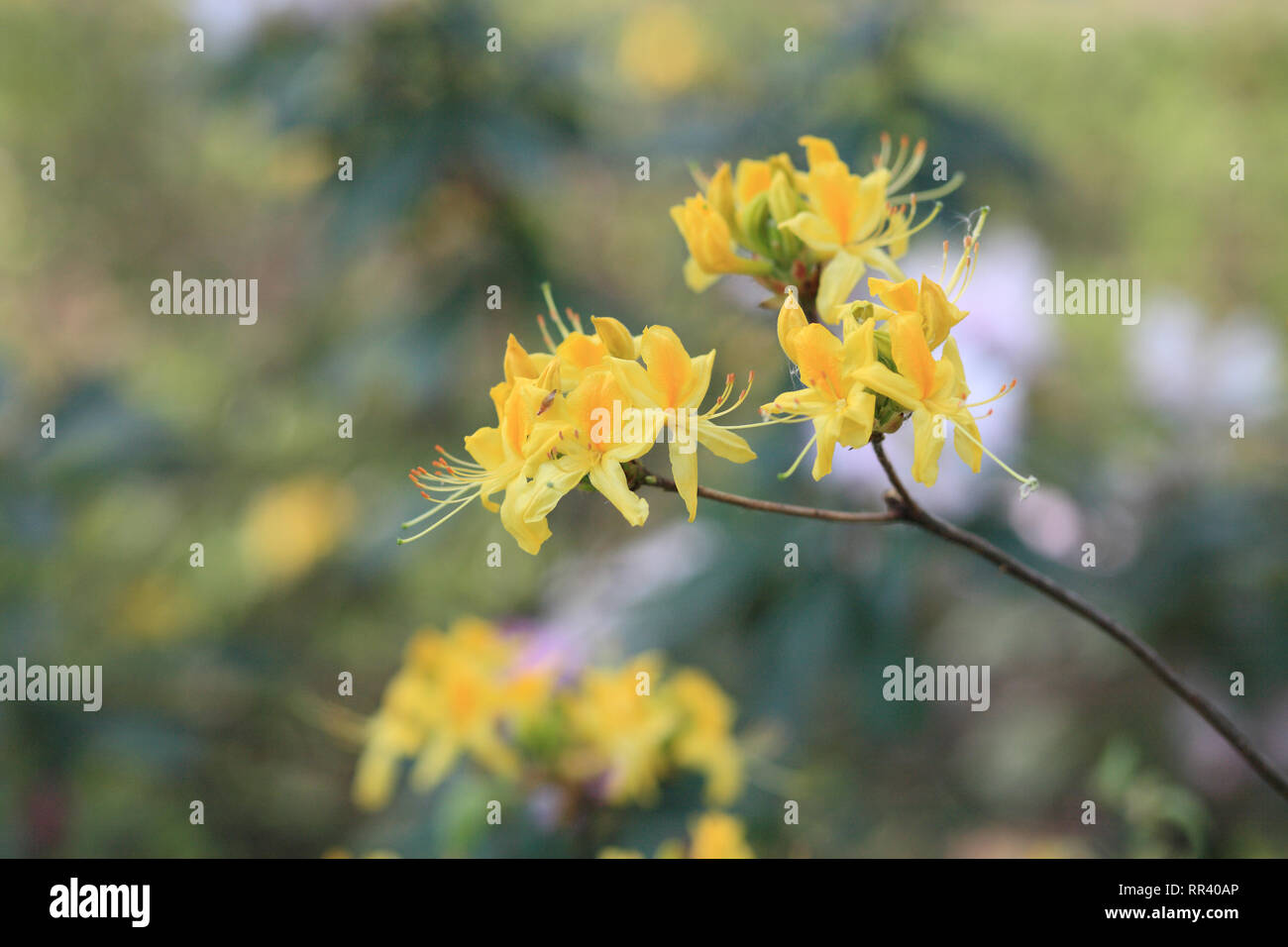 yellow Flowers at spring Stock Photo - Alamy