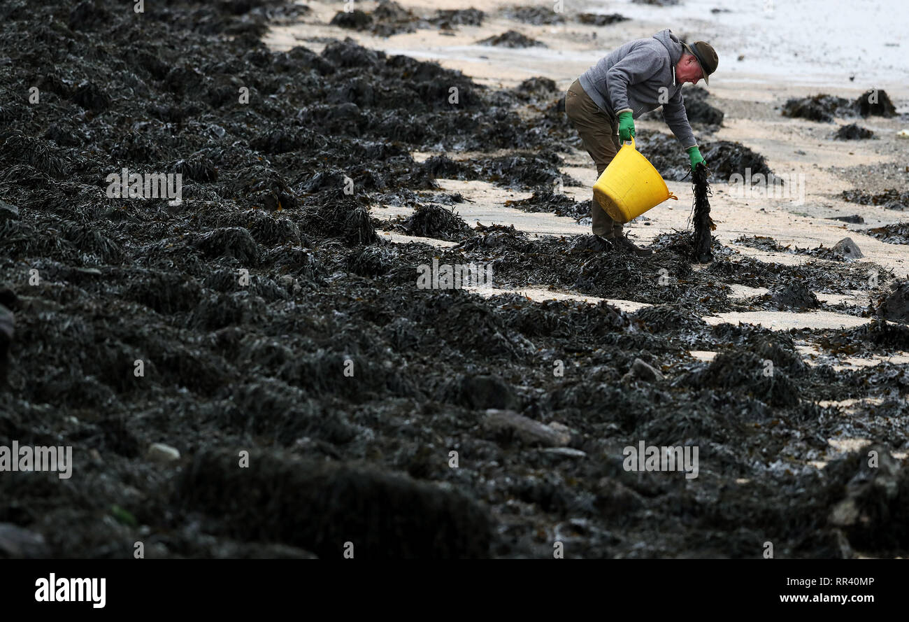 Man gathers seaweed hi-res stock photography and images - Alamy