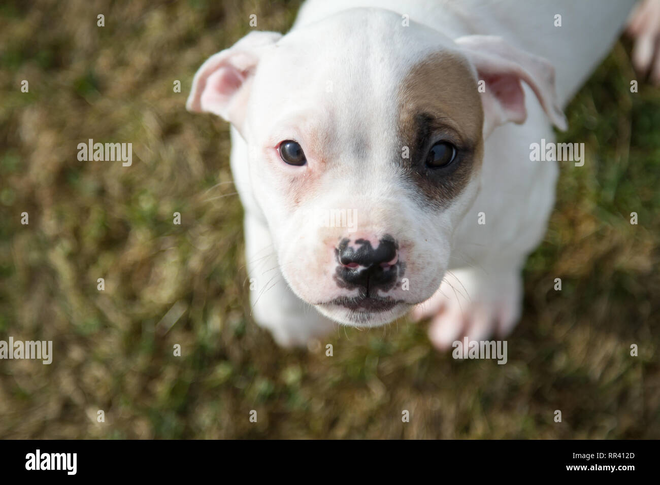Dog with eye patch hi-res stock photography and images - Alamy