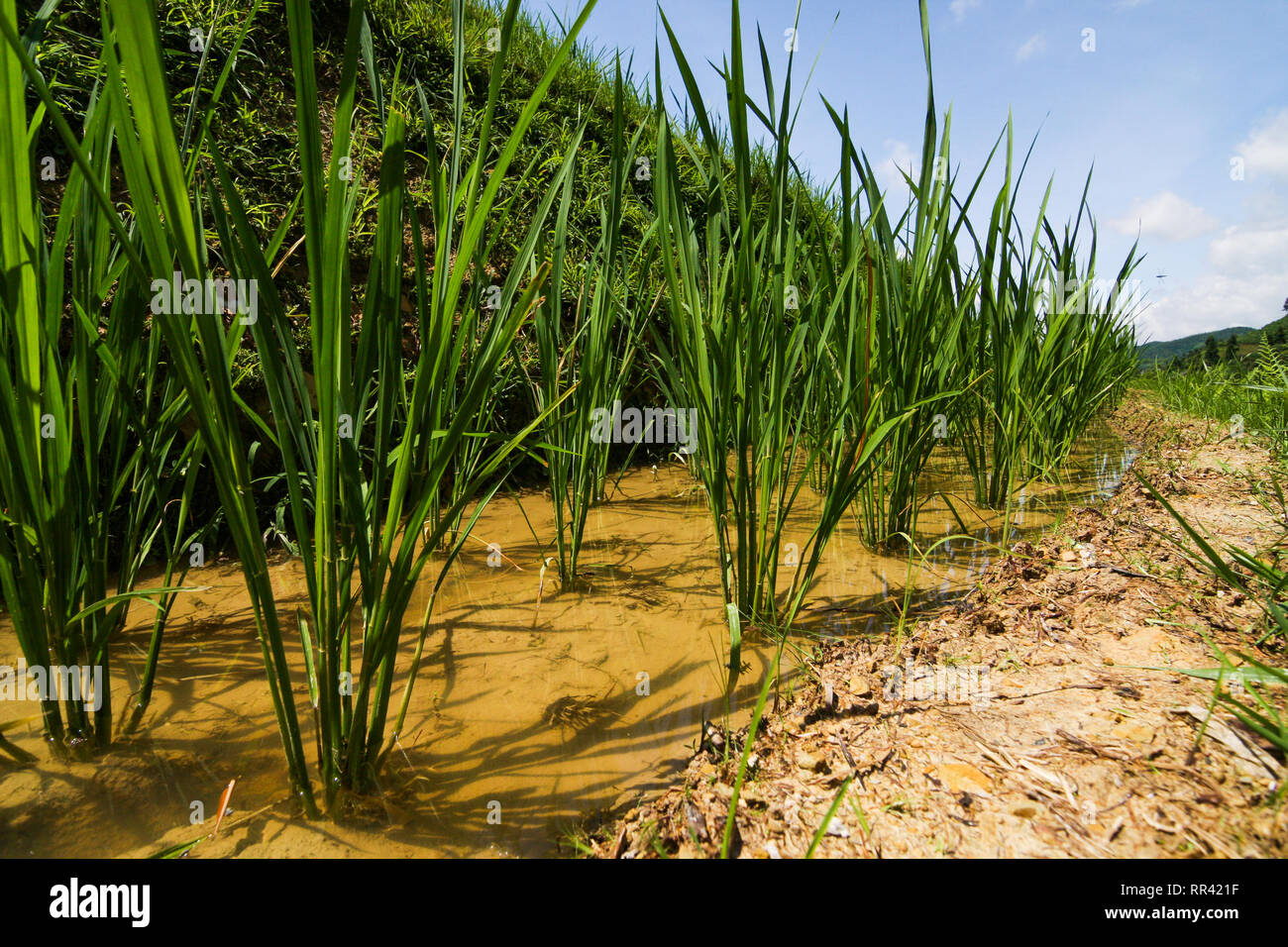 Rice plant close-up in rice field Stock Photo - Alamy