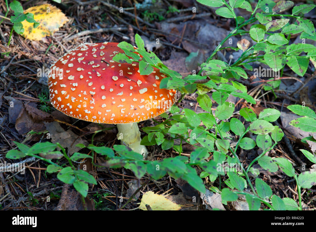 Amanita muscaria mushroom in forest Stock Photo - Alamy