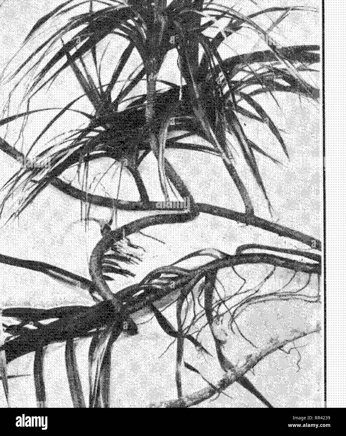 . Memoirs of the Bernice Pauahi Bishop Museum of Polynesian Ethnology ...