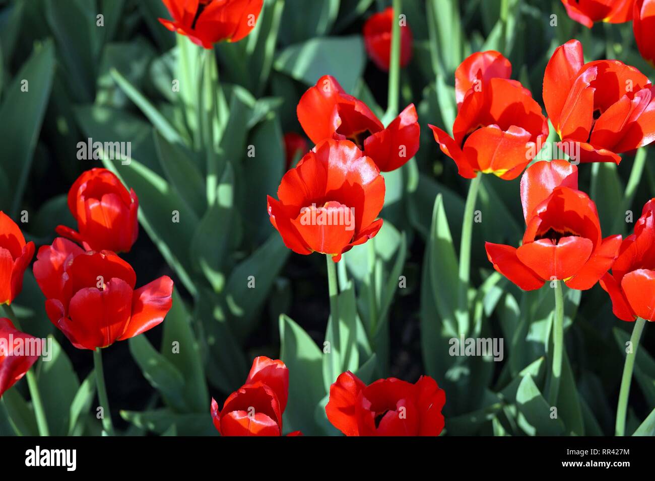 red tulip at spring on Earth Stock Photo - Alamy