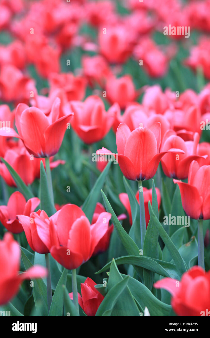 Red Tulip at Spring Stock Photo - Alamy