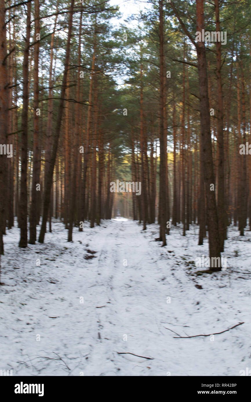 Winter in a pine forest Stock Photo - Alamy
