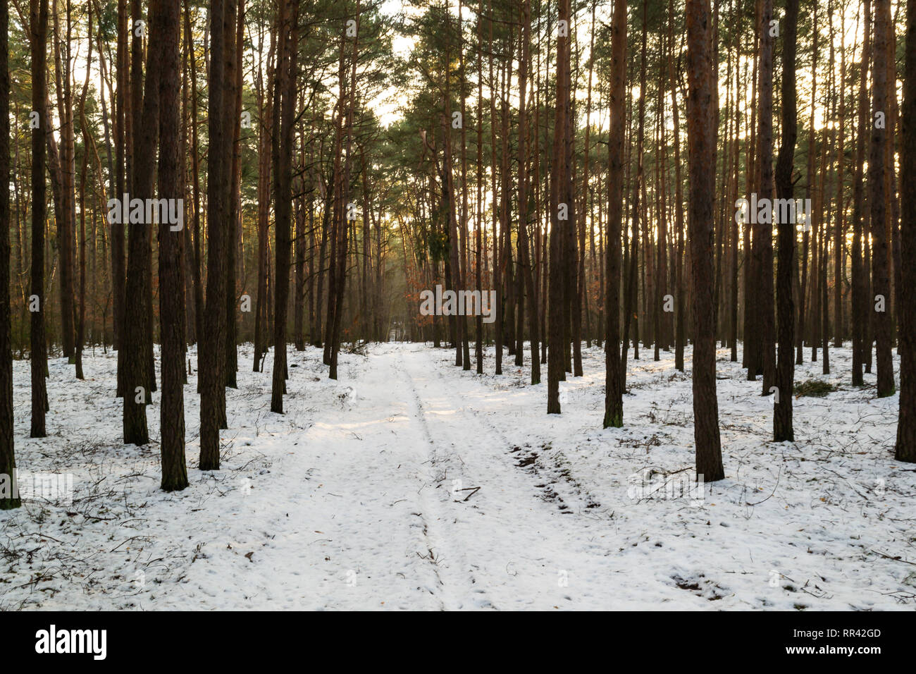 Winter in a pine forest Stock Photo - Alamy