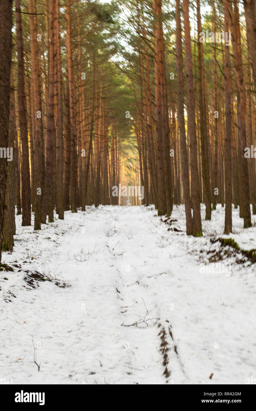 Winter in a pine forest Stock Photo - Alamy