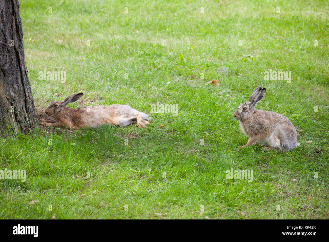 Wild rabbit on grass Stock Photo - Alamy
