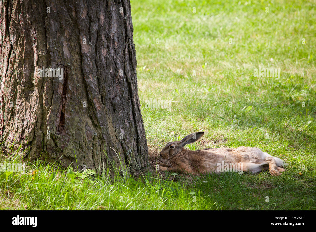 Wild rabbit on grass Stock Photo - Alamy