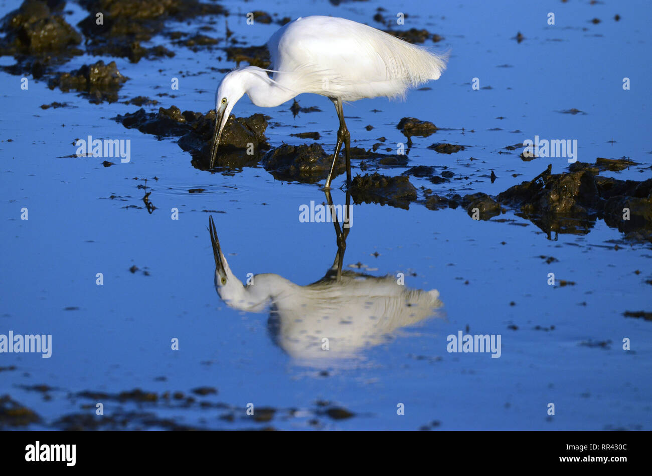 Cattle Egret looking for food in the rice fields of the Albufera park ...