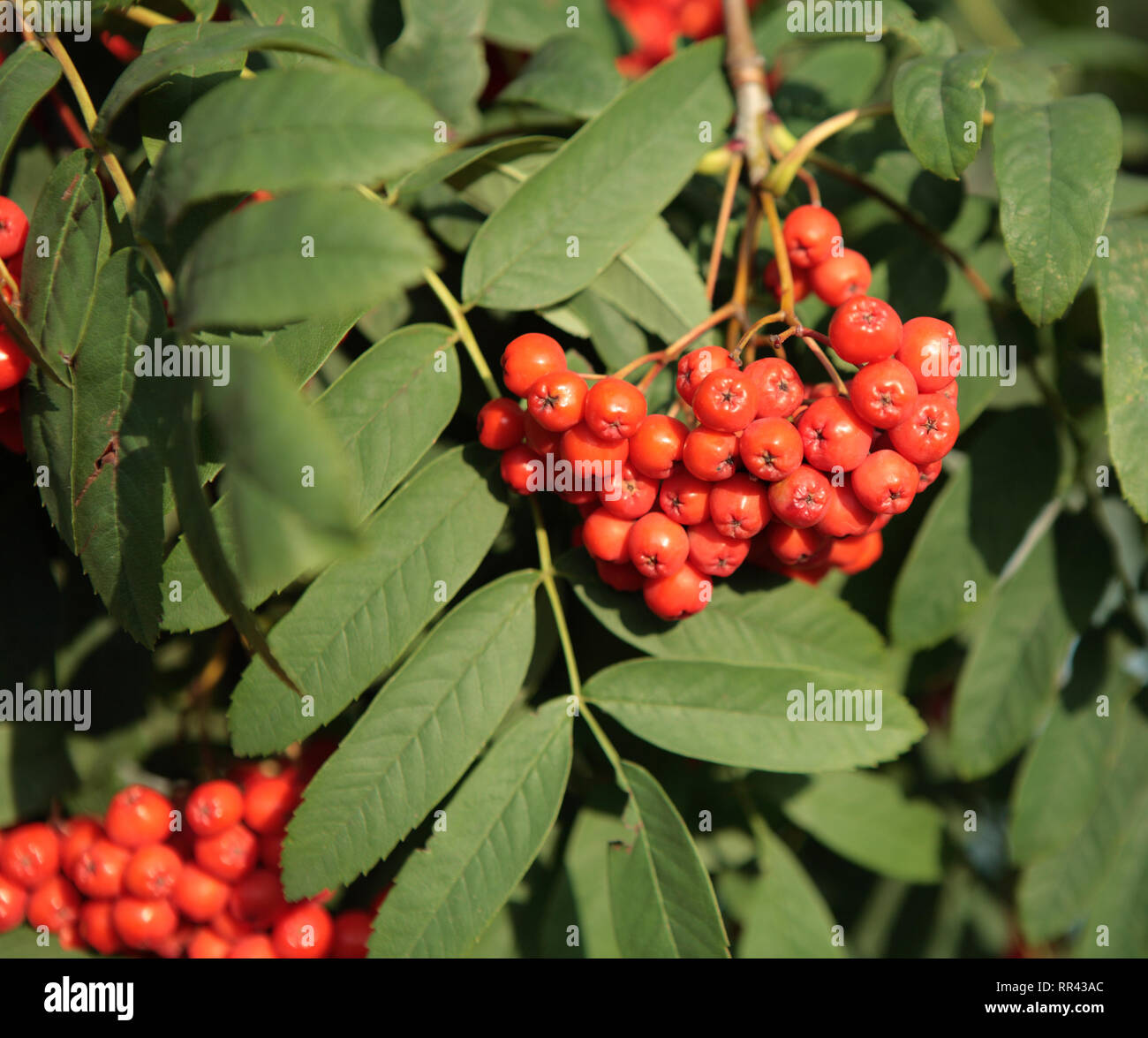 ashberry with leafs on sky background Stock Photo - Alamy
