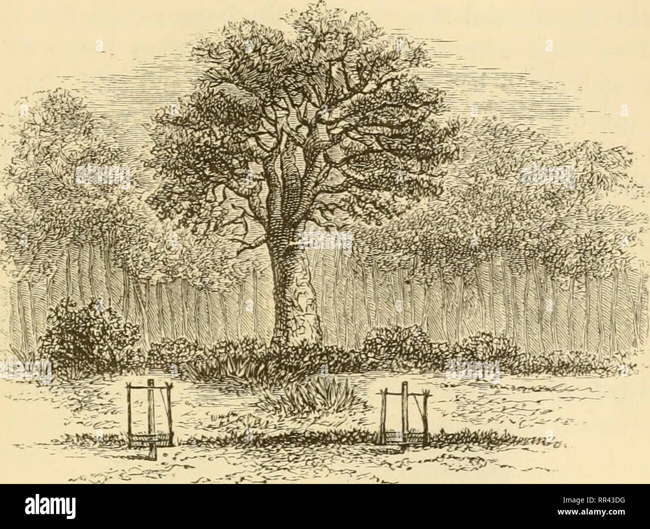 Cassava plantations hi-res stock photography and images - Alamy