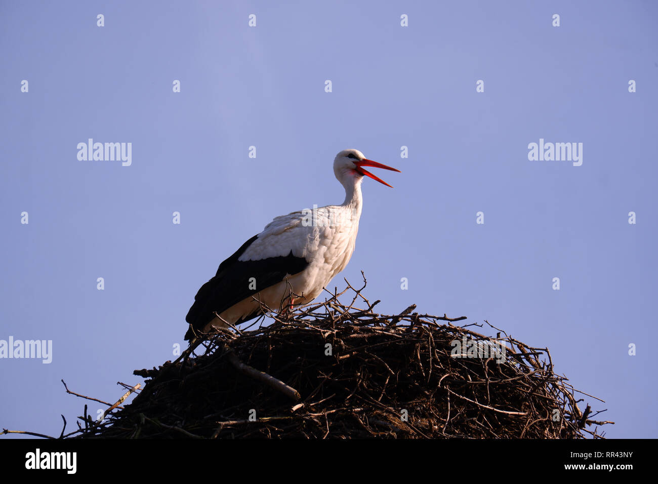 White stork open beak hi-res stock photography and images - Alamy