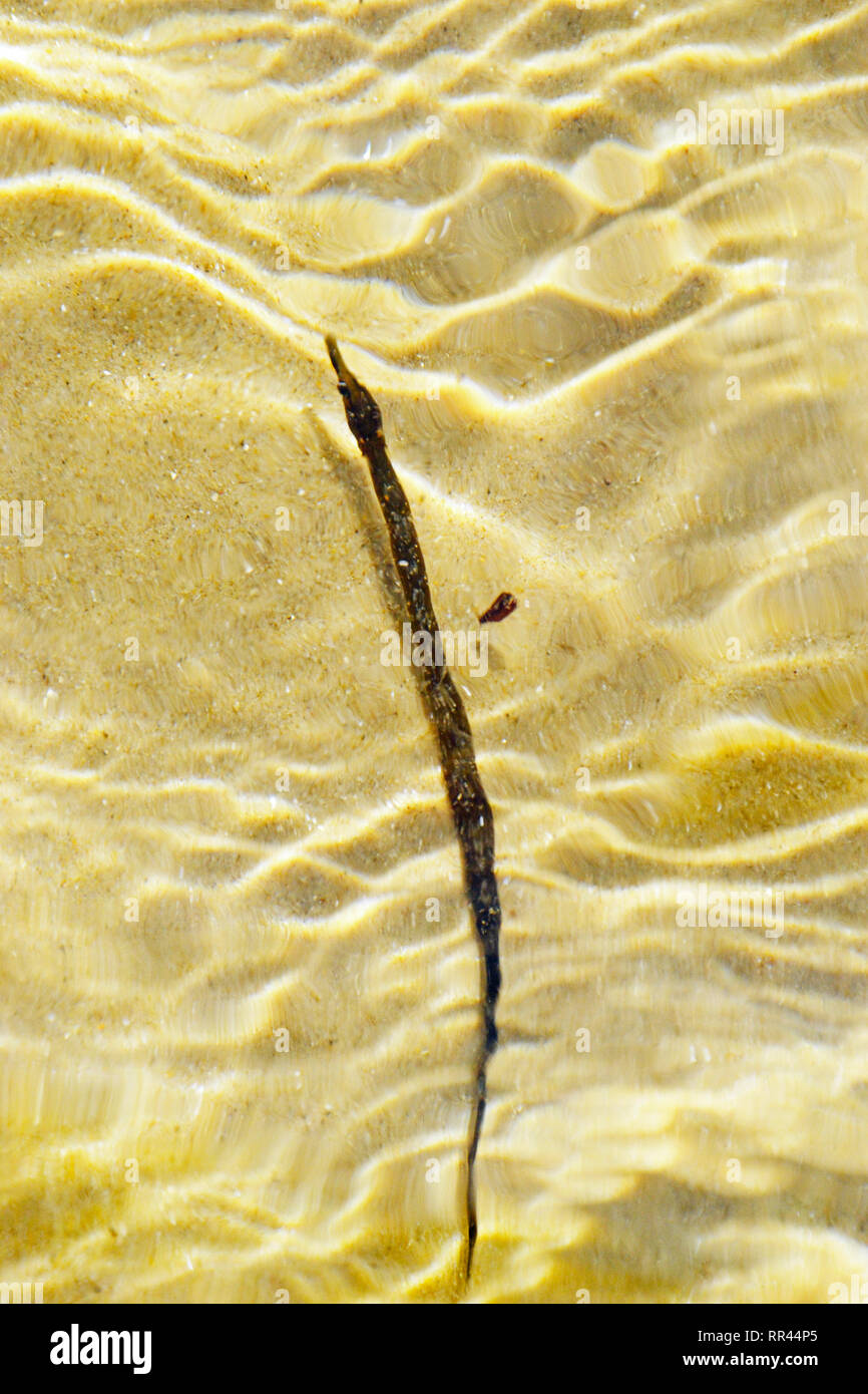 A pipe fish in the shallow sea water at Shell Bay, Studland, Swanage ...