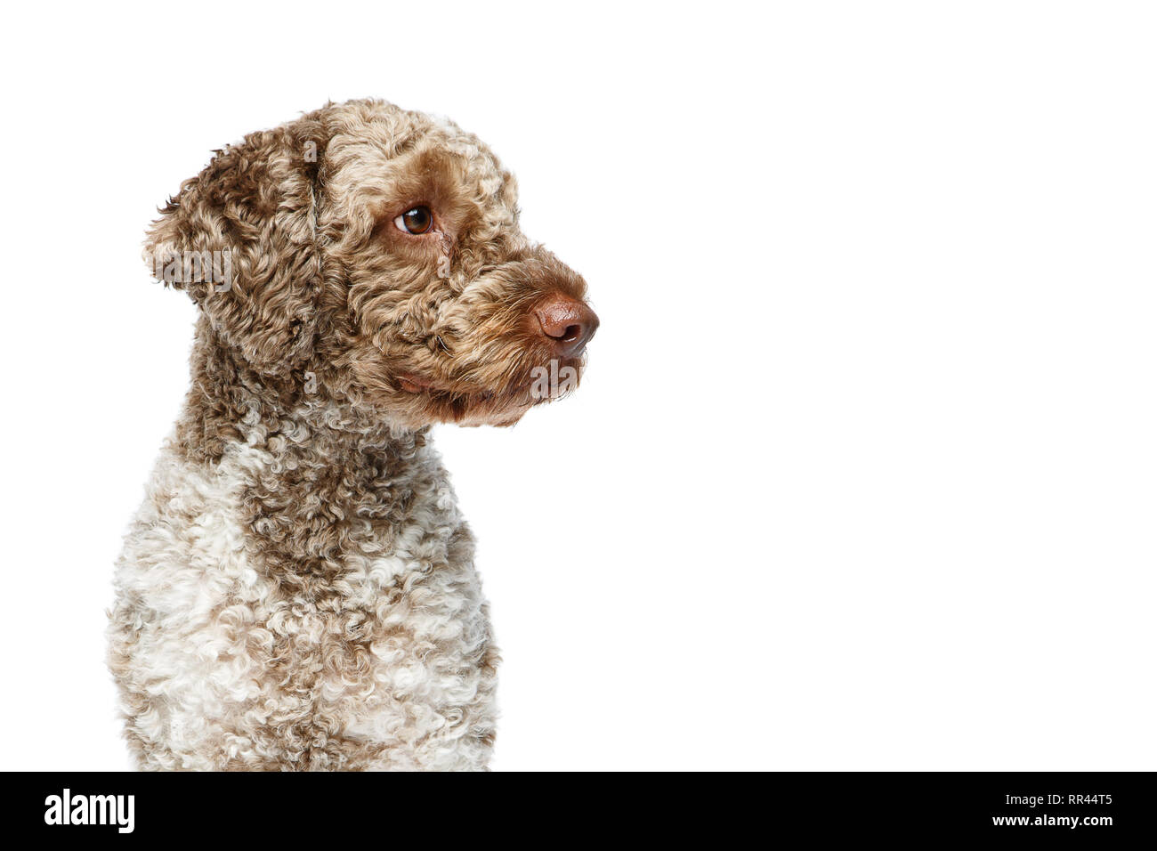 beautiful young lagotto romagnolo dog isolated on white background ...
