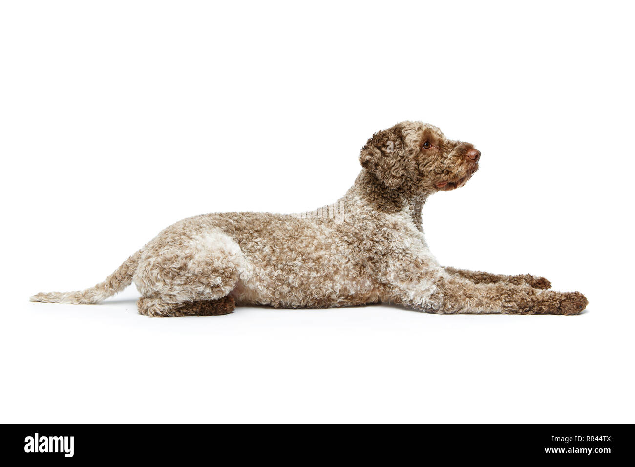 beautiful young lagotto romagnolo dog isolated on white background ...