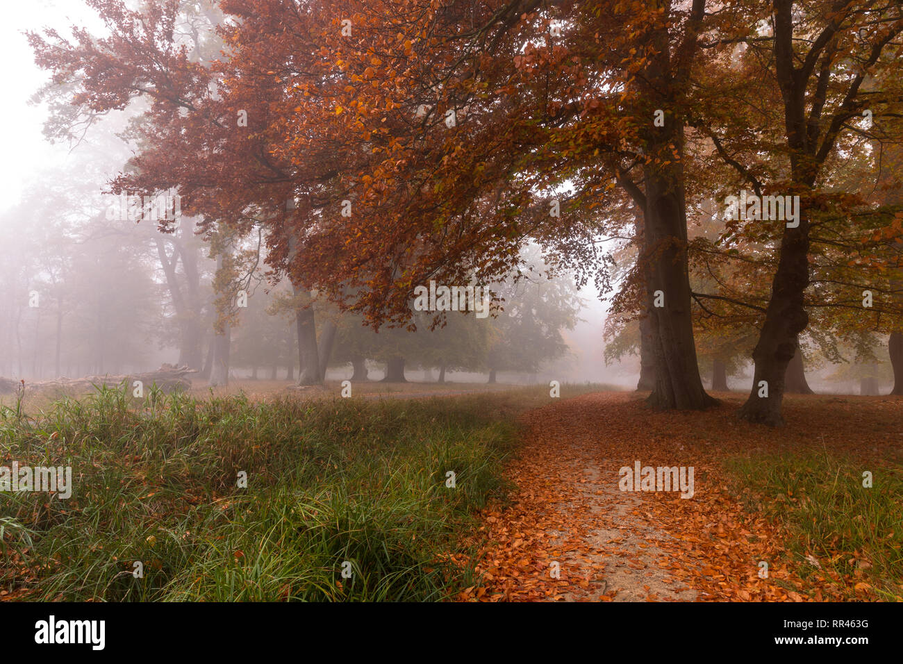 Autumn colors in Copenhagen Denmark, Jaegersborg Dyrehave in October ...