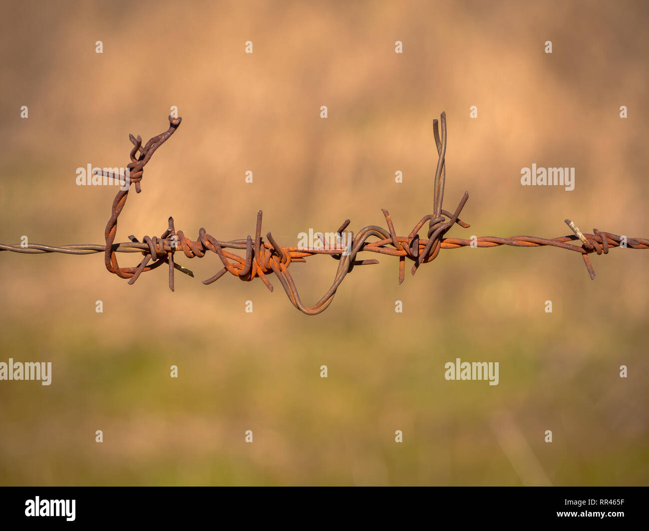 Tangled barbed wire hi-res stock photography and images - Alamy