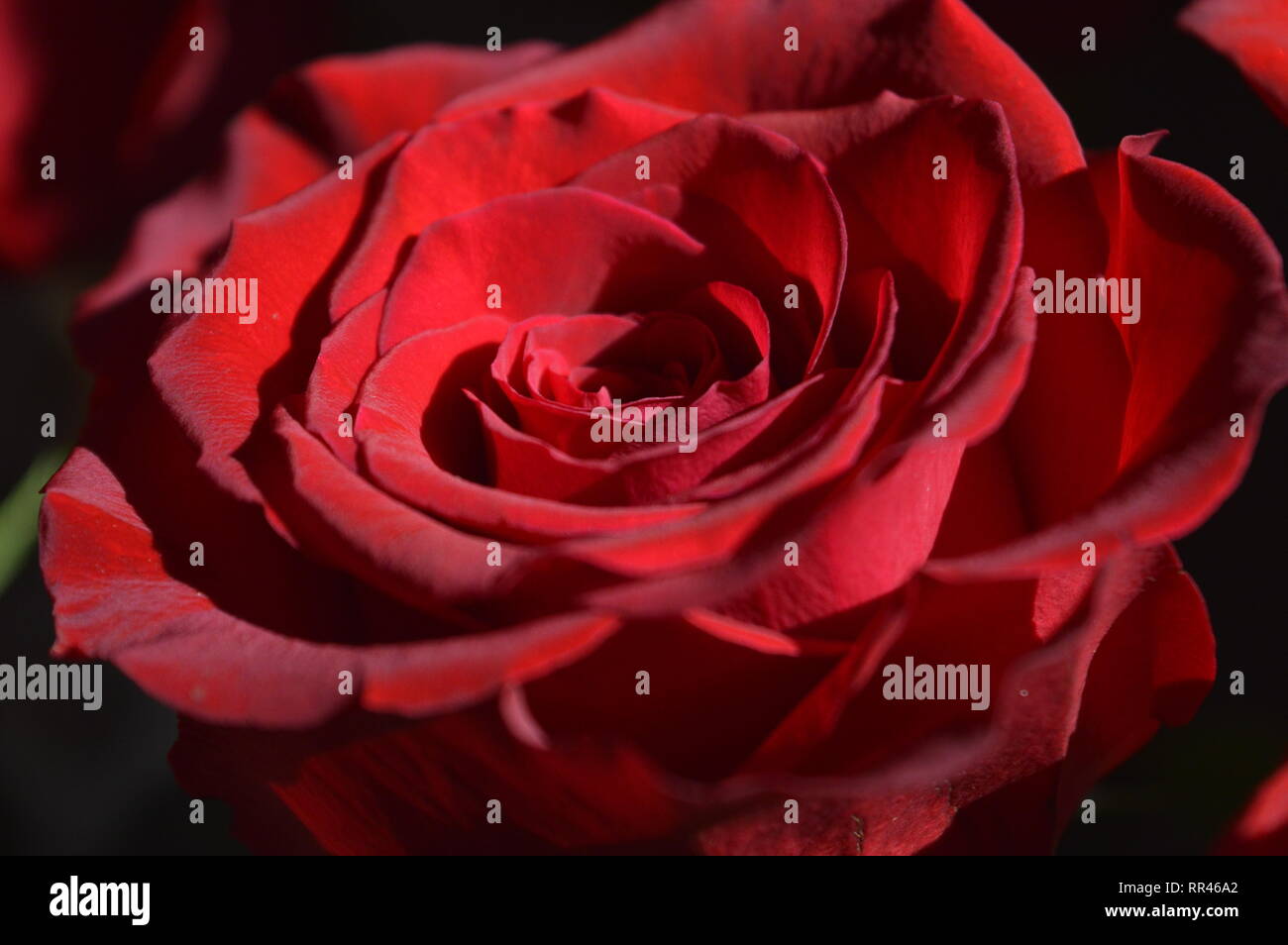 An image of red roses in sunlight Stock Photo - Alamy