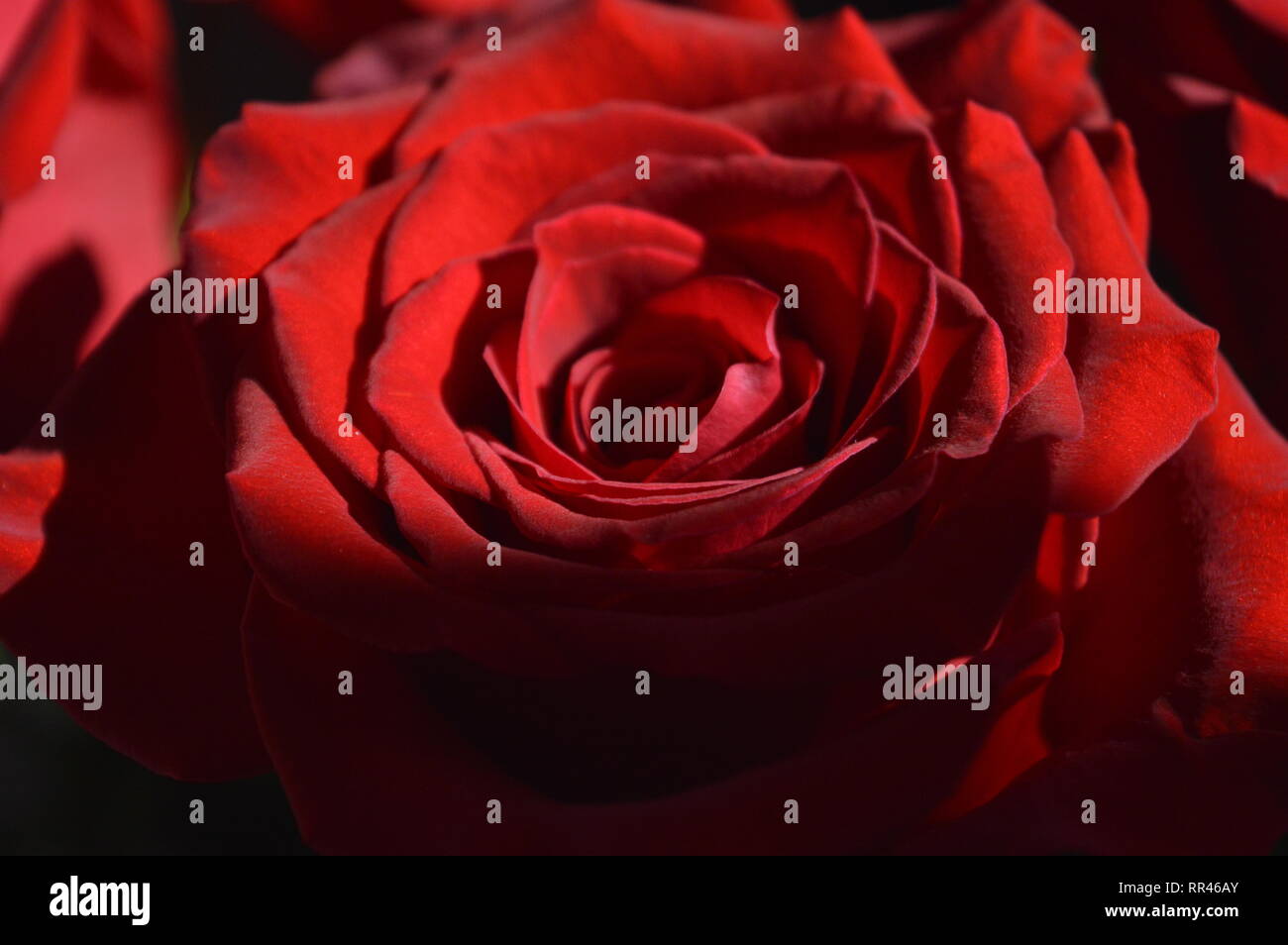 Sunlight detail hi-res stock photography and images - Alamy