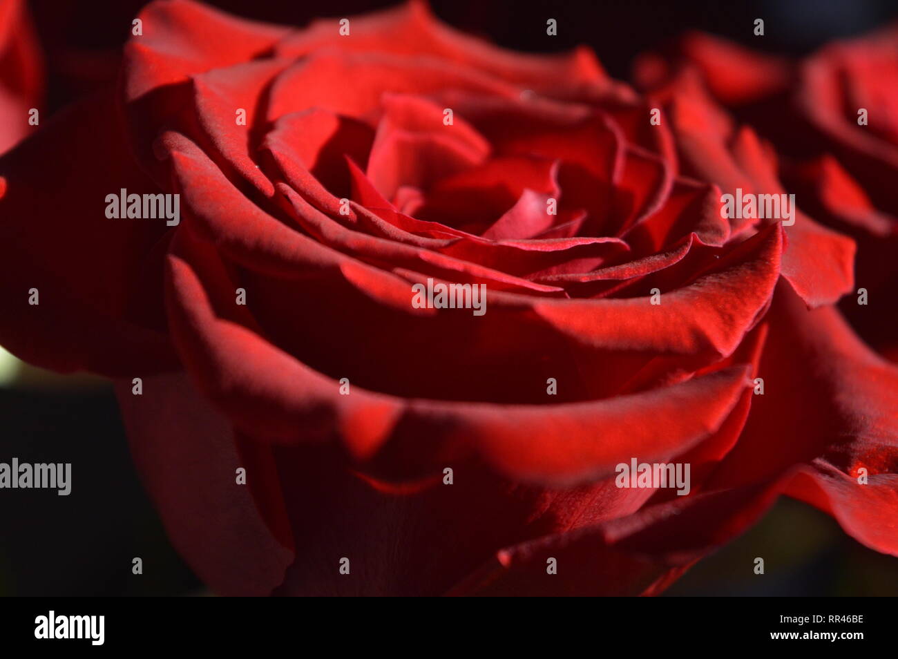 An image of red roses in sunlight Stock Photo - Alamy