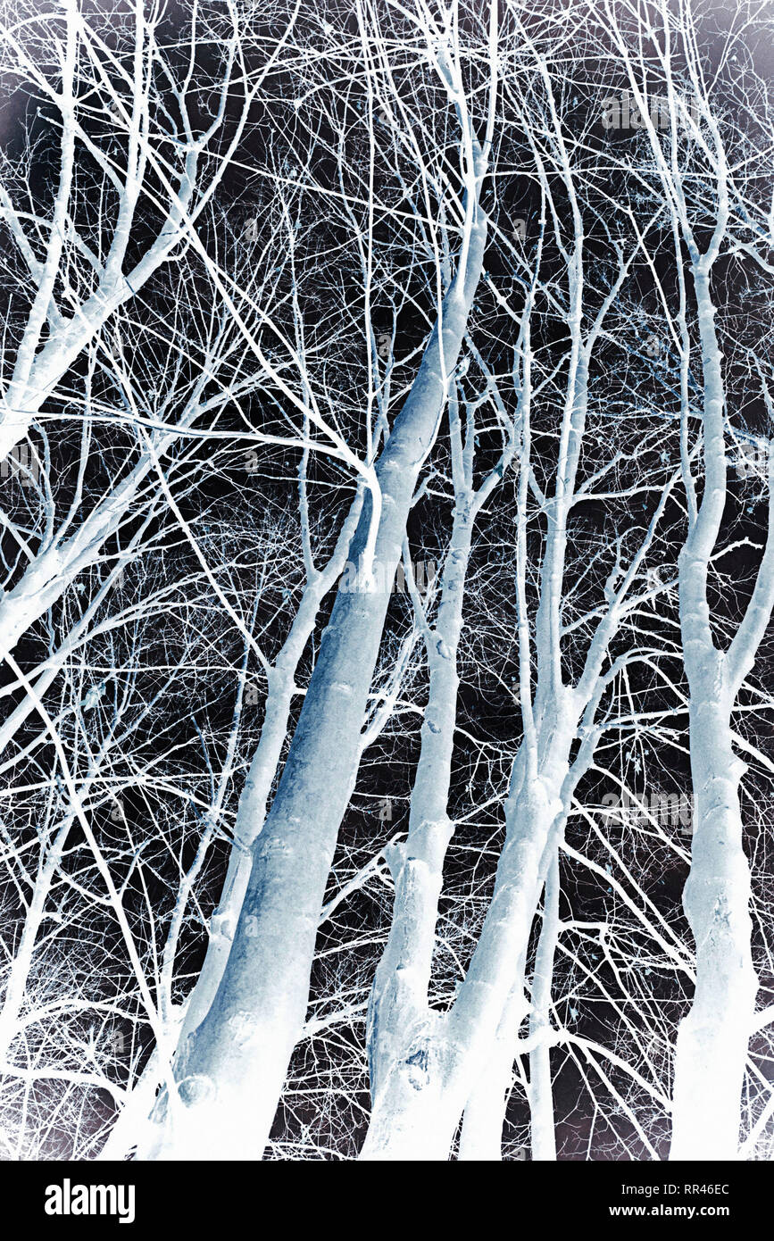 pattern of trees with bare branches inverted image effect Stock Photo ...