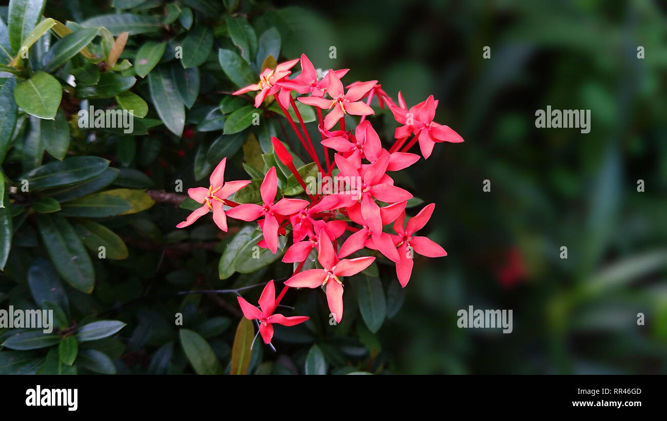 Nature Red Flower Stock Photo - Alamy