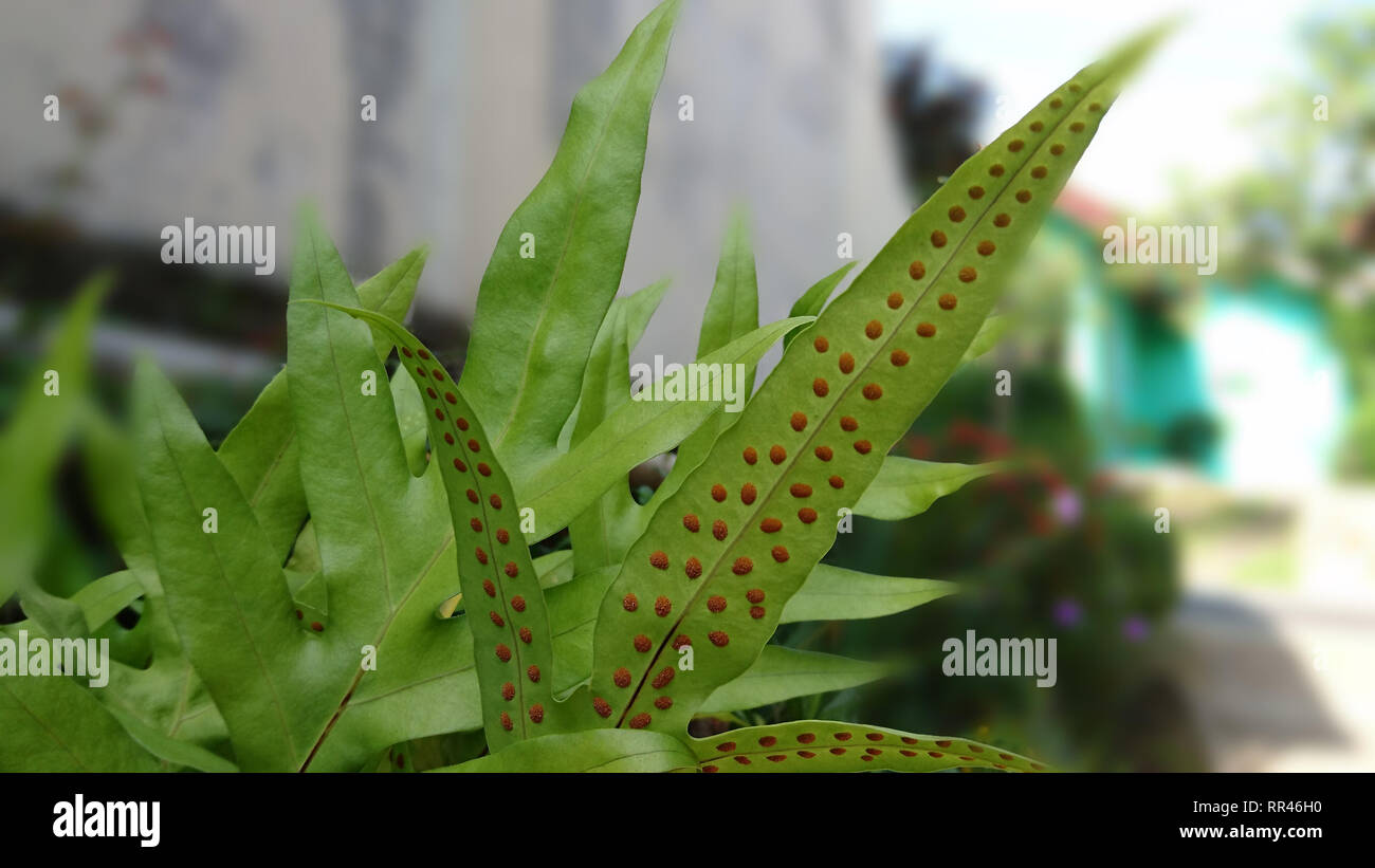 Eggs on leaves Stock Photo - Alamy