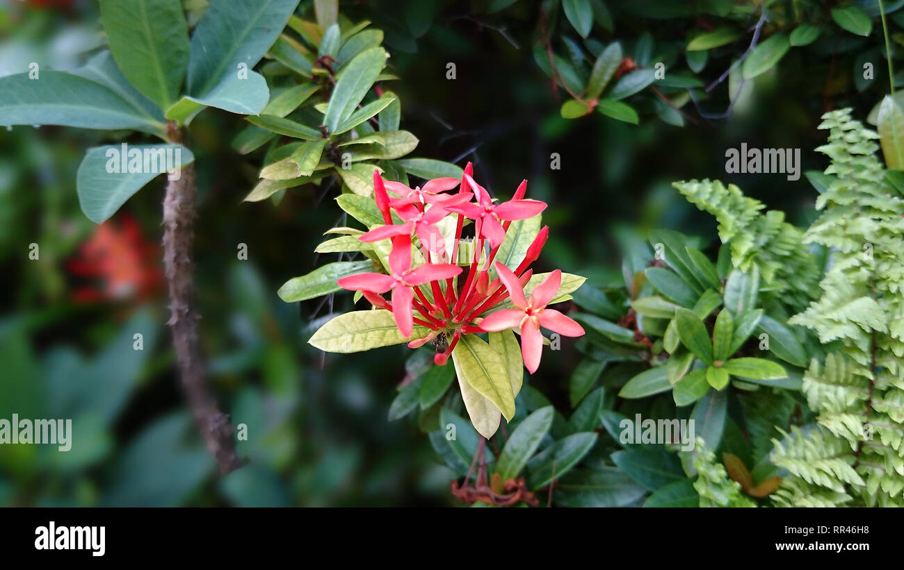 Nature Red Flower Stock Photo - Alamy
