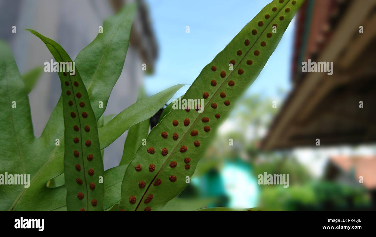 Eggs on leaves Stock Photo - Alamy