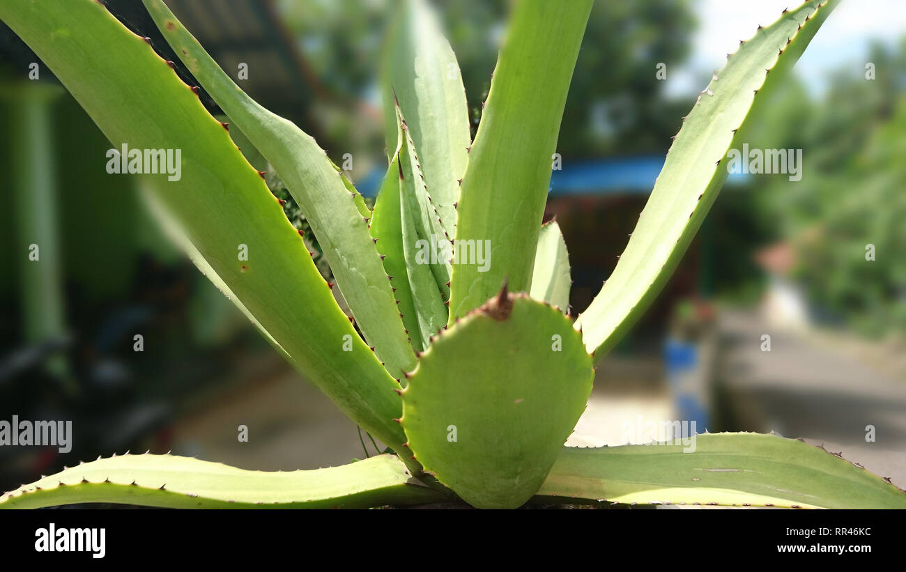 aloe vera nature Stock Photo - Alamy