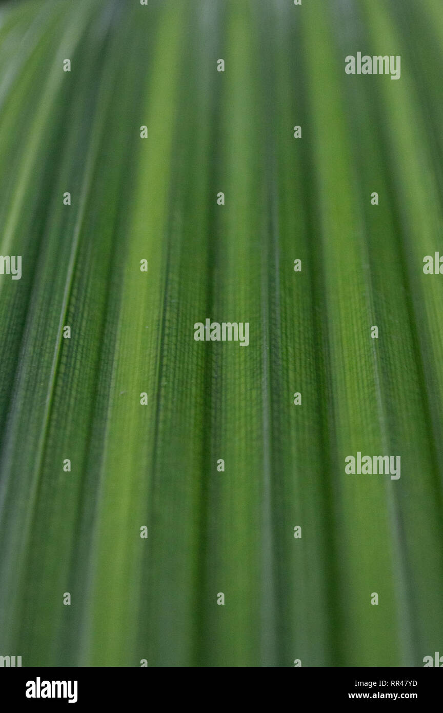Lines on leaves abstract vegetation Stock Photo - Alamy