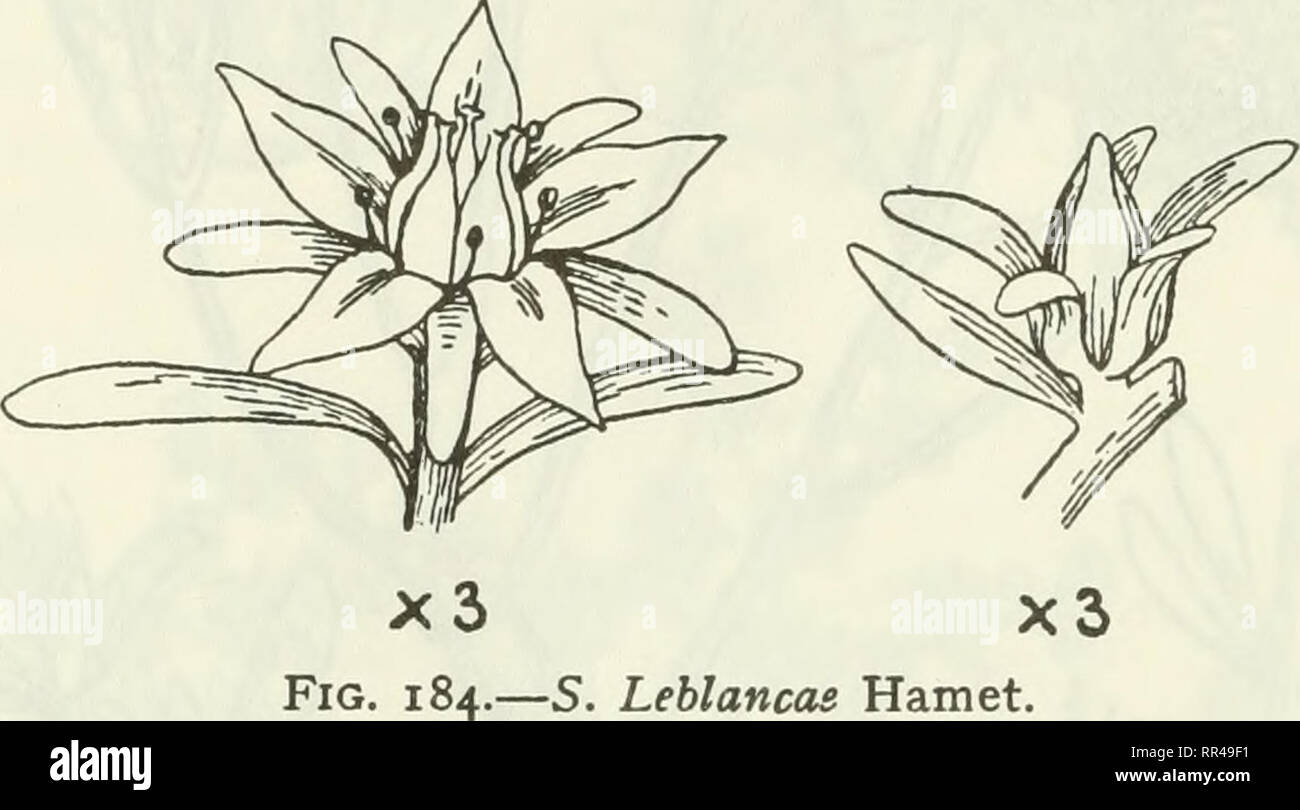 . An account of the genus Sedum as found in cultivation. Sedum ...