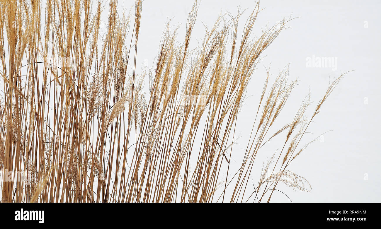 dry stems of wilted chinese silver grass in snow covered garden Stock ...