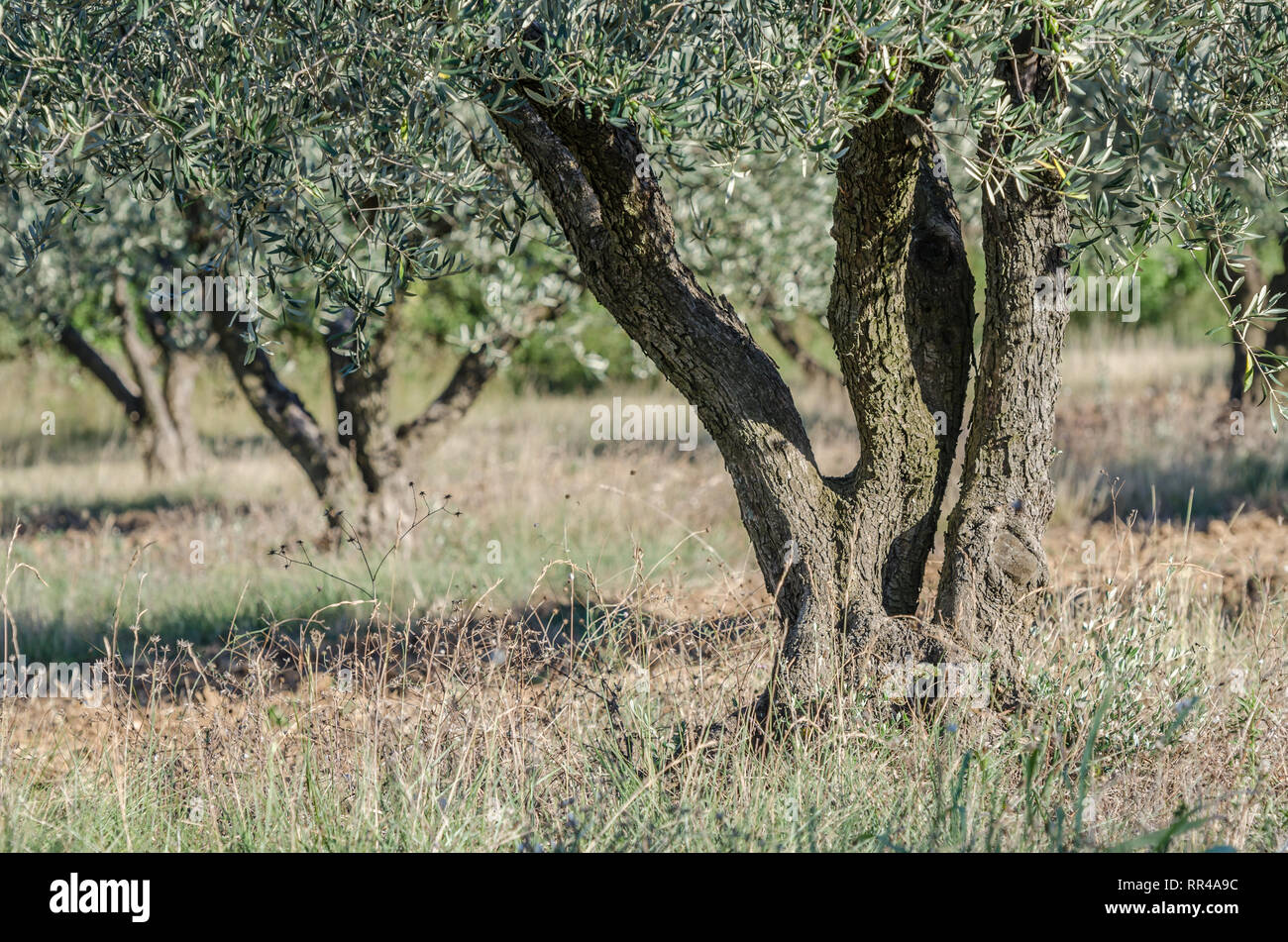 a view of the olive trees in the park of the Pont du Gard, ancient ...