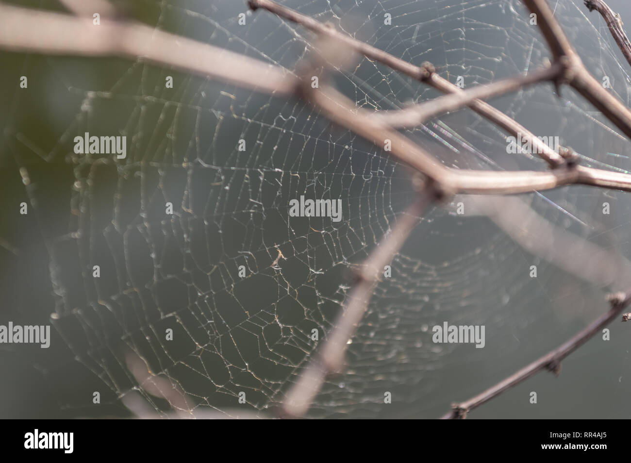 Spider web on tree branch Stock Photo - Alamy