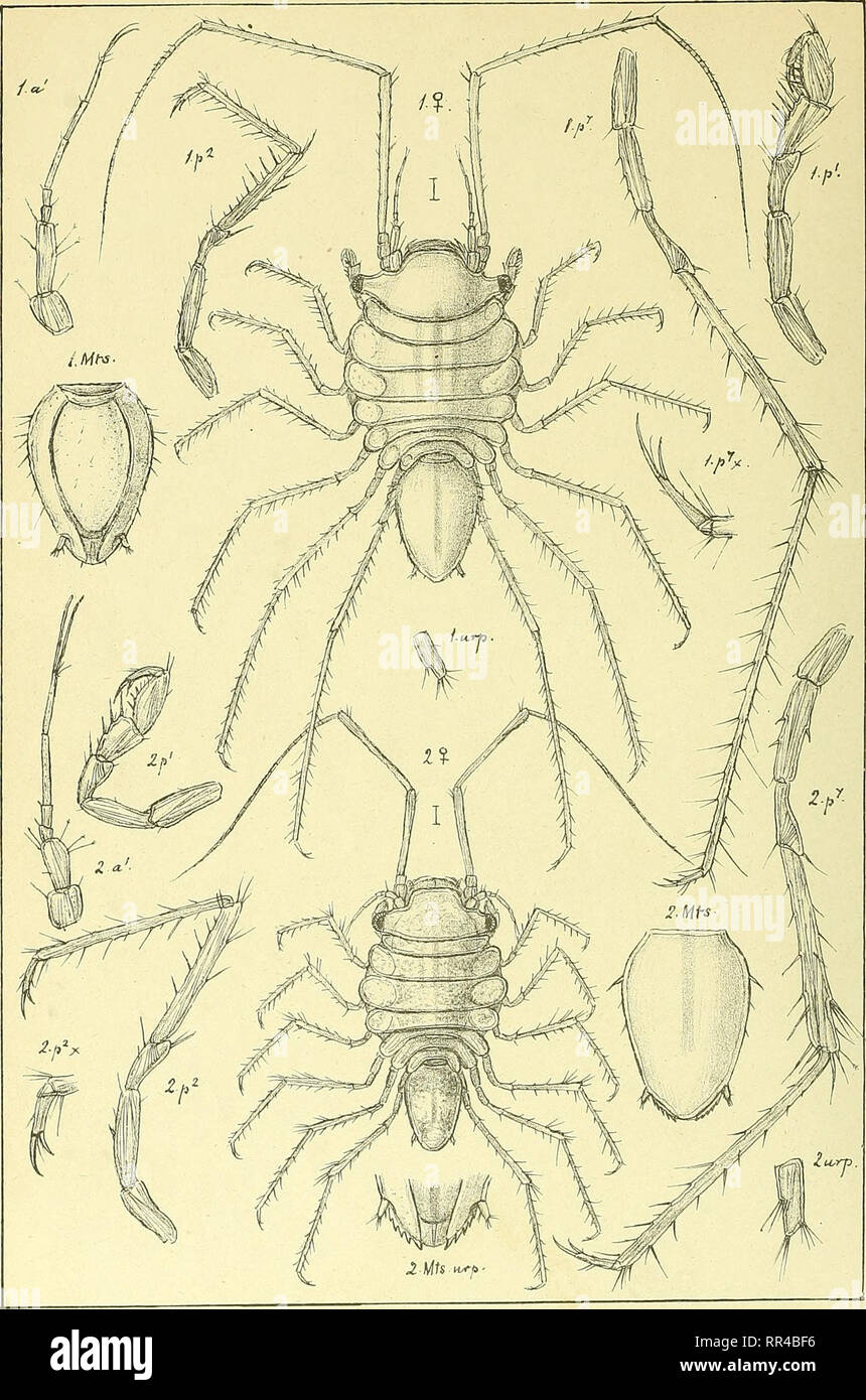 Munnidae hi-res stock photography and images - Alamy