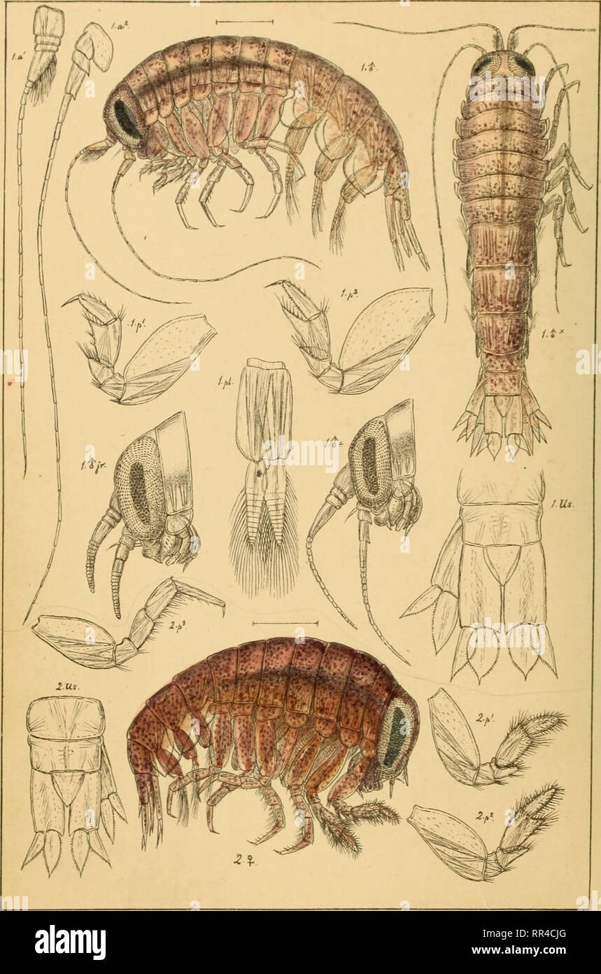 Hyperia Galba High Resolution Stock Photography and Images - Alamy