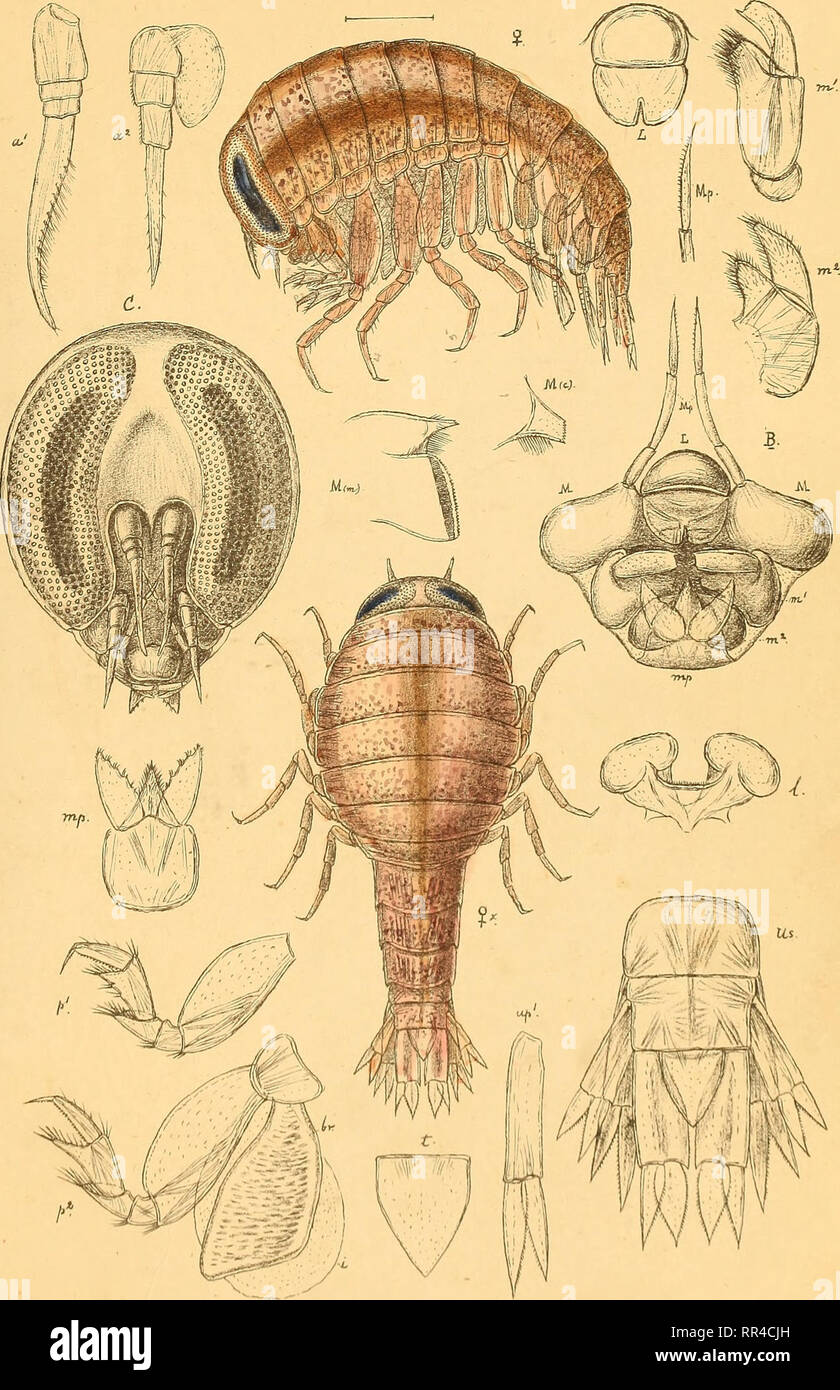 Hyperiidae hi-res stock photography and images - Alamy