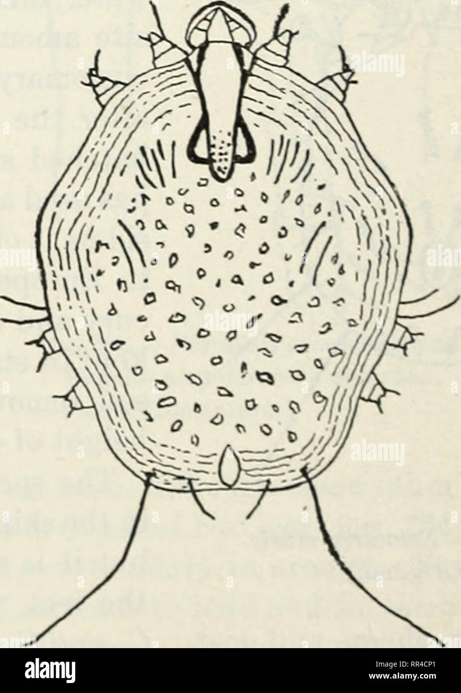 Otodectes Canis