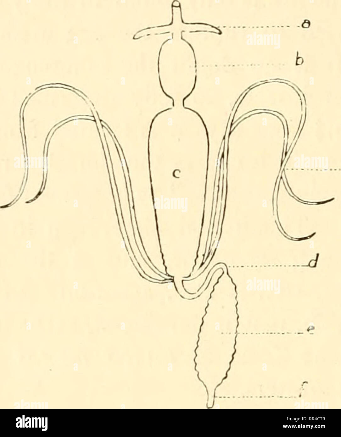 Malpighian Tubules High Resolution Stock Photography and Images - Alamy