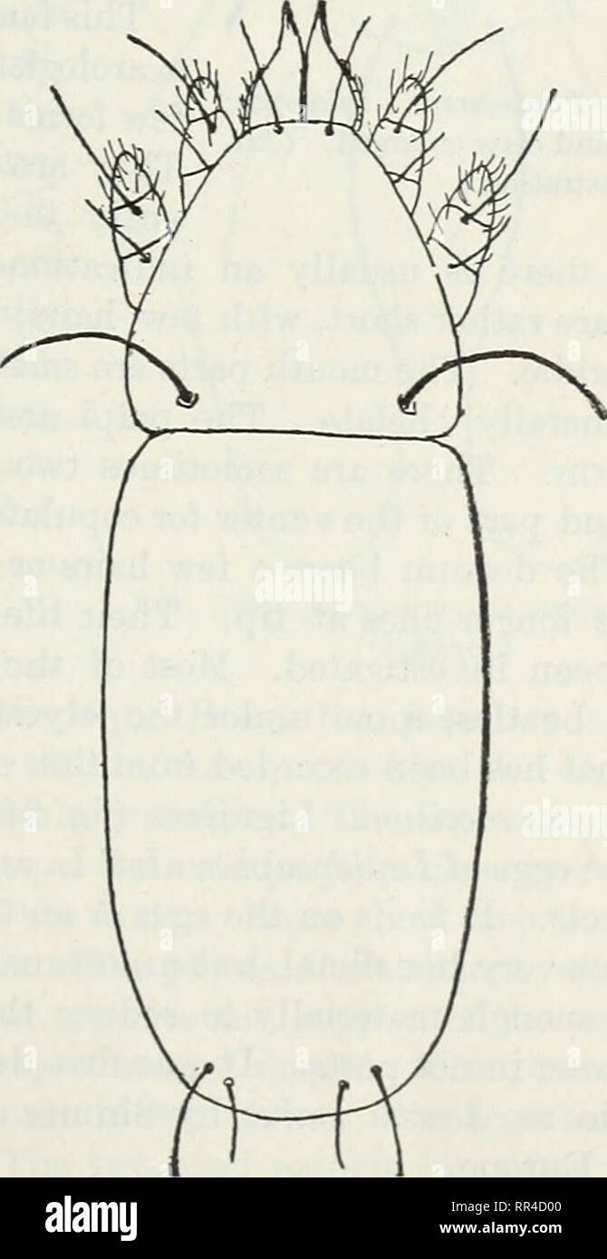 Histiogaster hi-res stock photography and images - Alamy
