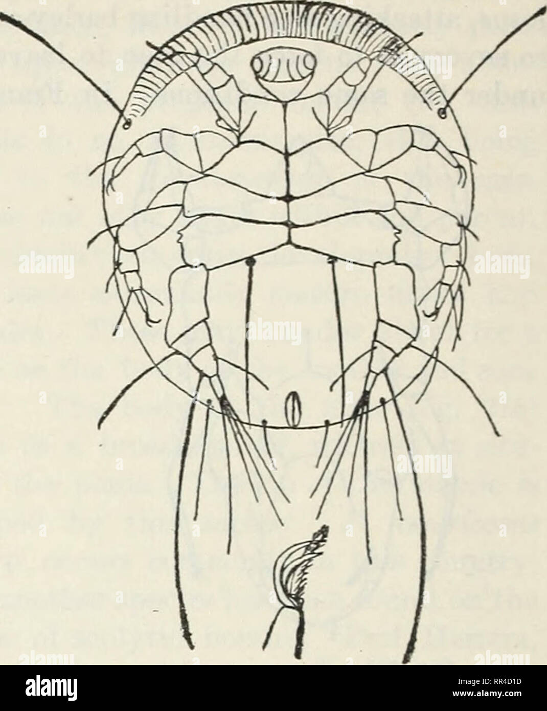 . The Acarina or mites. A review of the group for the use of economic ...