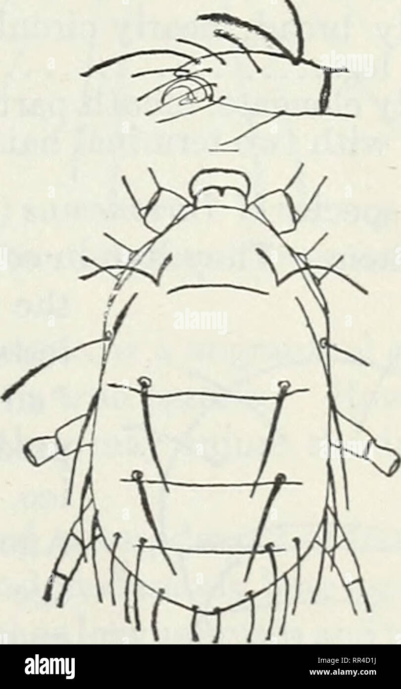 Grain mites hi-res stock photography and images - Alamy